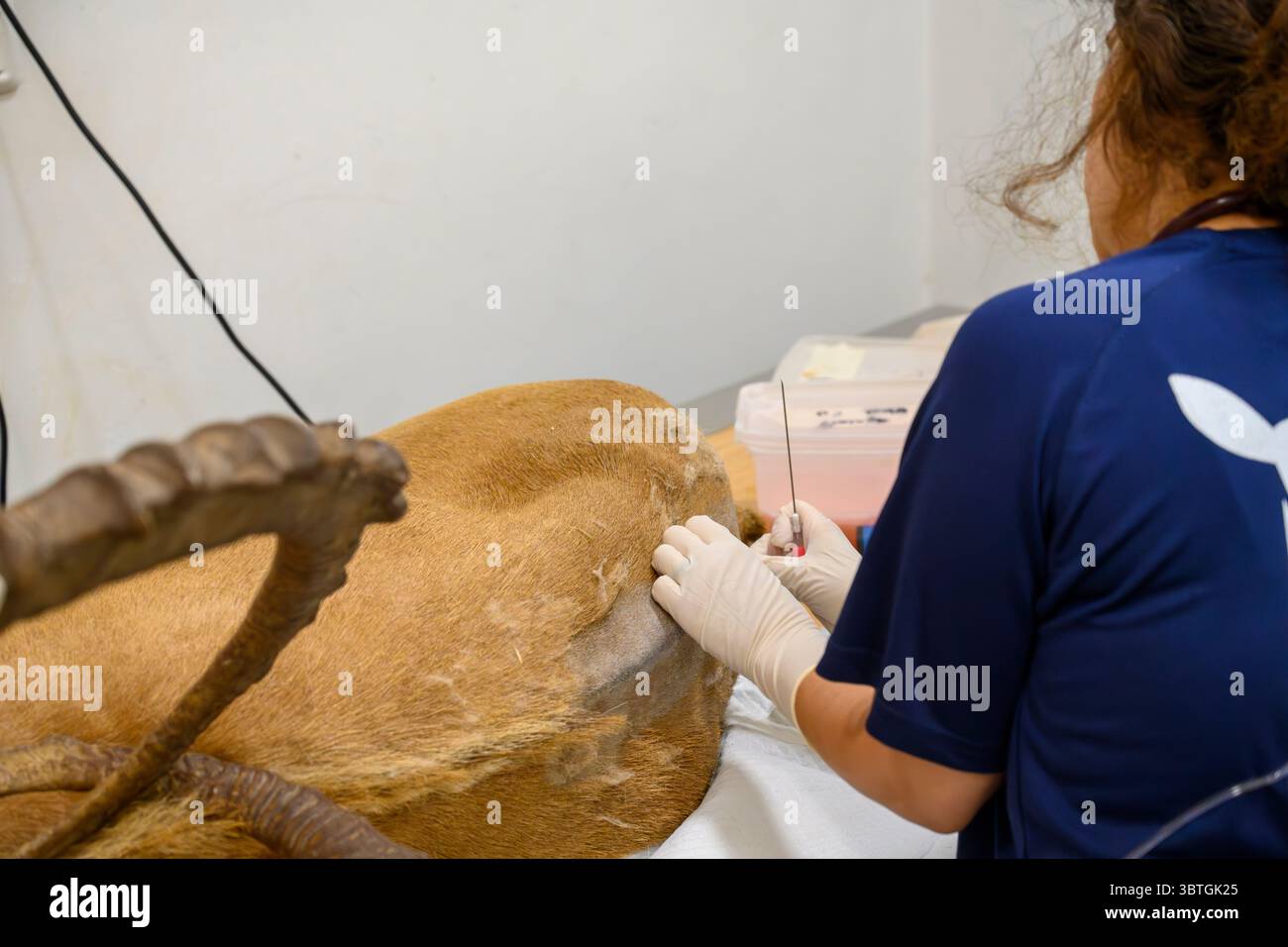 Veterinarian staff are performing a Lumbar puncture on a large male ...
