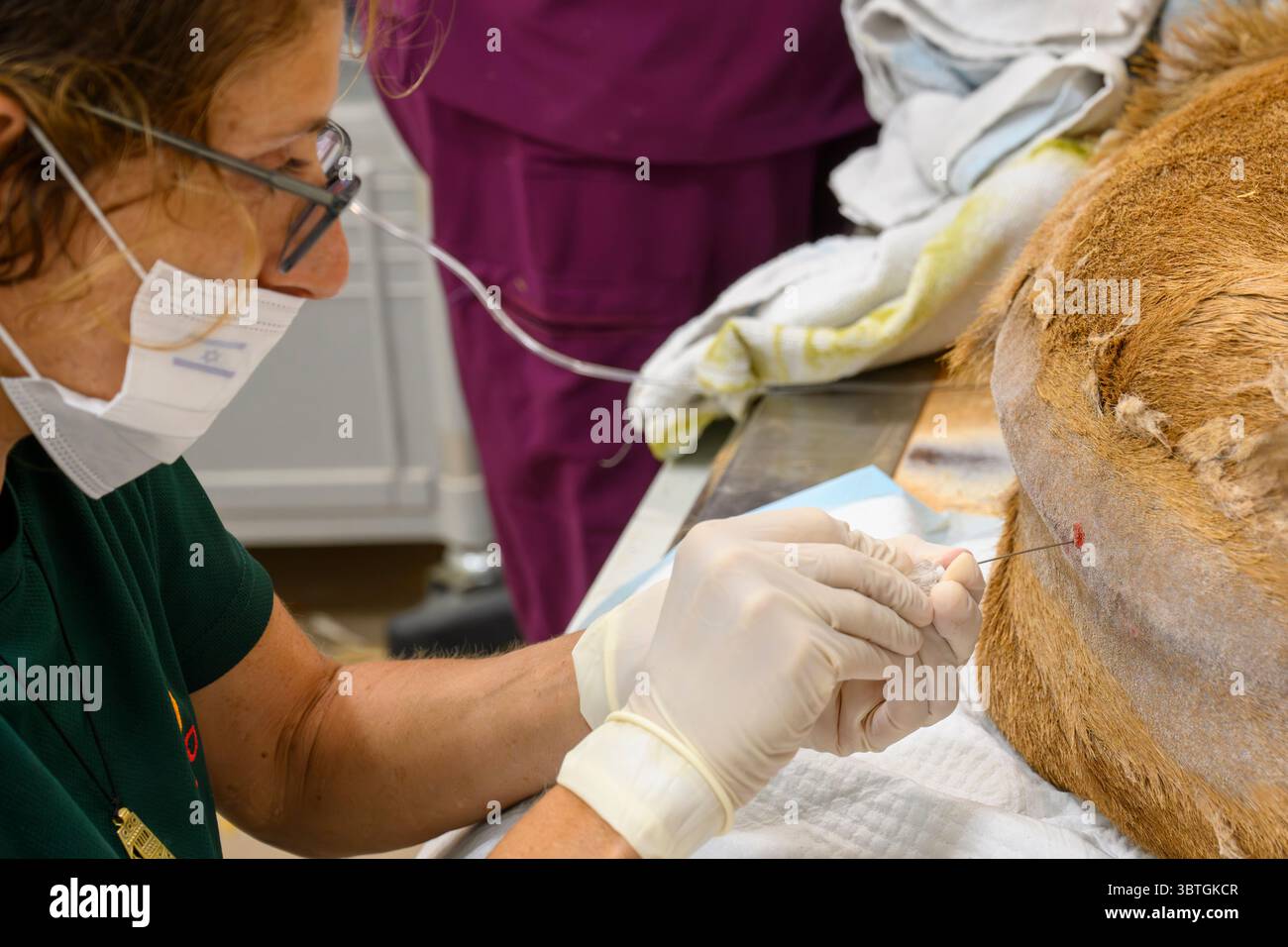 Veterinarian staff are performing a Lumbar puncture on a large male ...