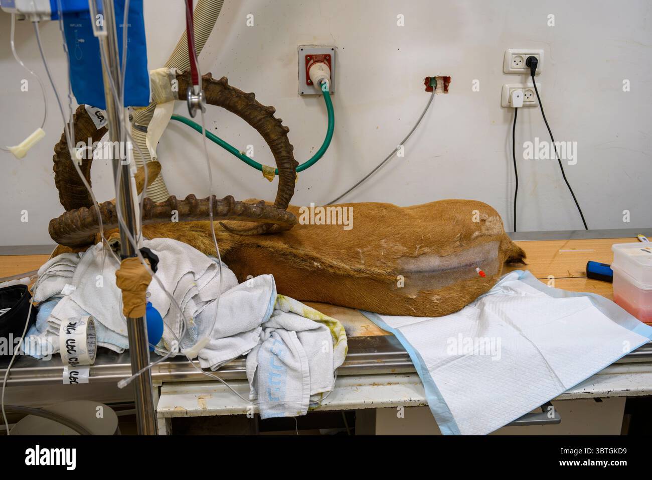 Veterinarian staff are performing a Lumbar puncture on a large male ...