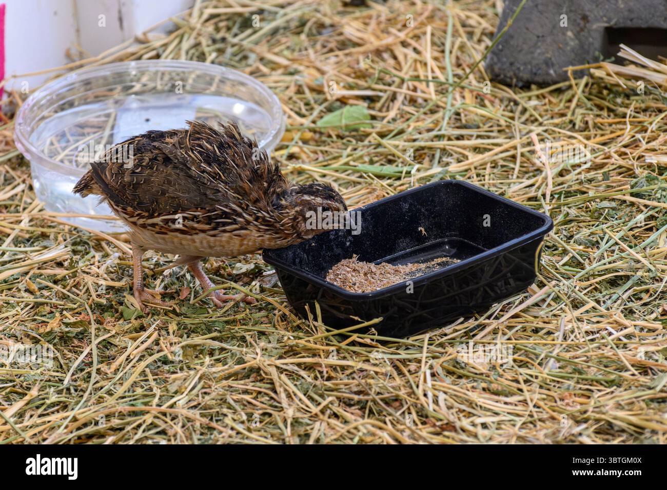 common quail (Coturnix coturnix), eating in a rehabilitation room ...