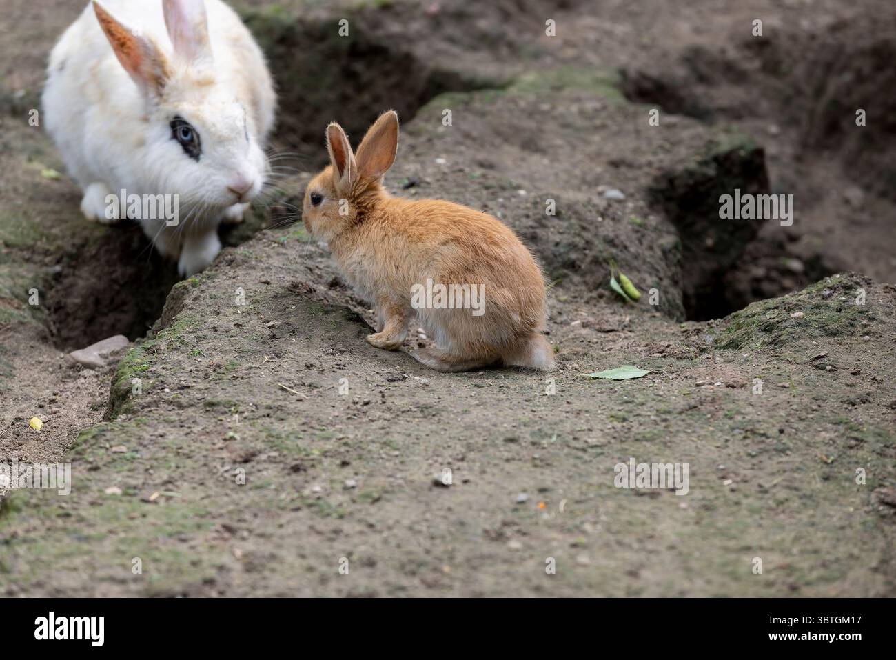 A group of adult and small rabbits on the ground with lots of holes ...