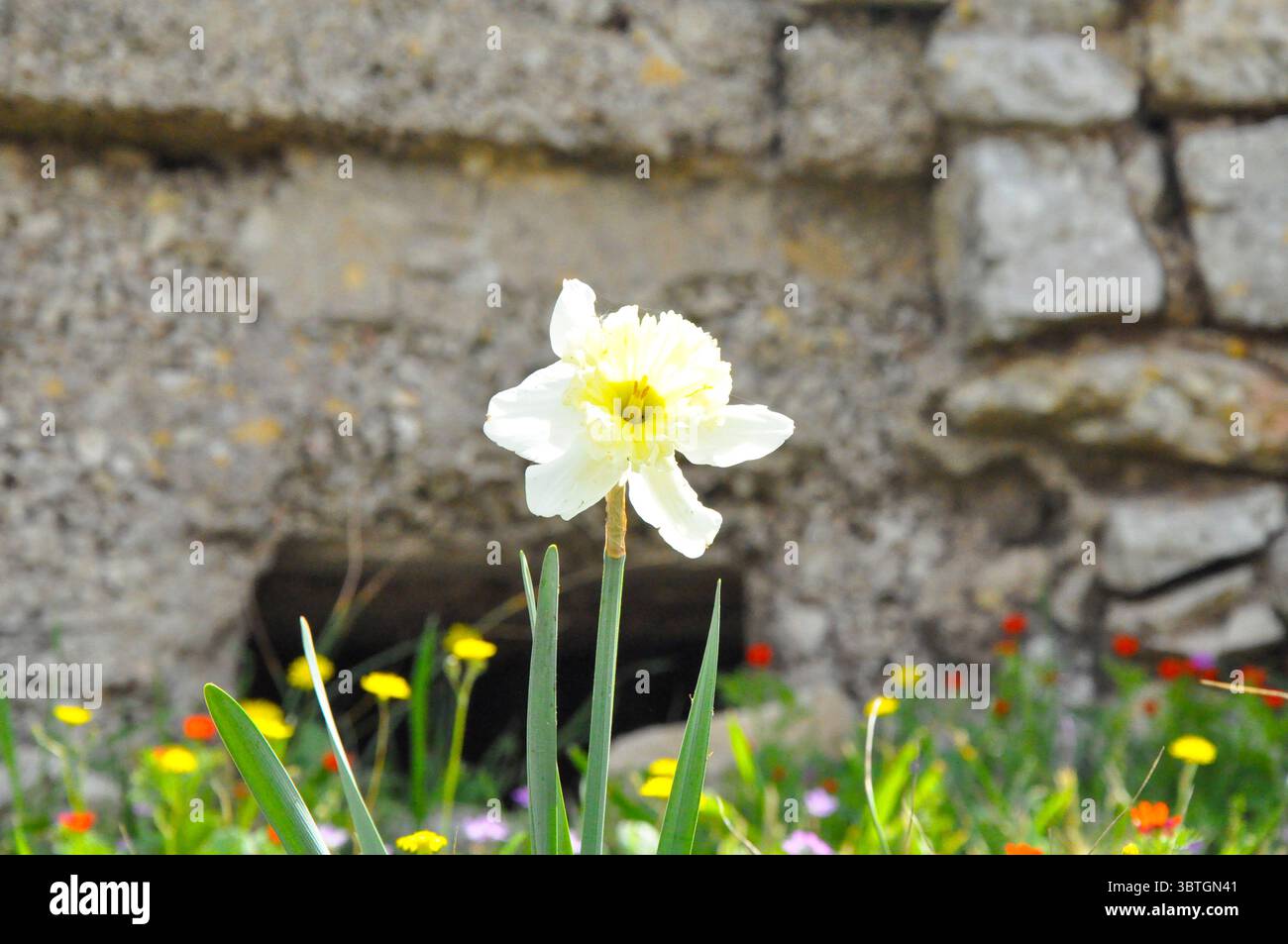 Common Daffodil (Narcissus tazetta) photographed in the Jerusalem hills ...
