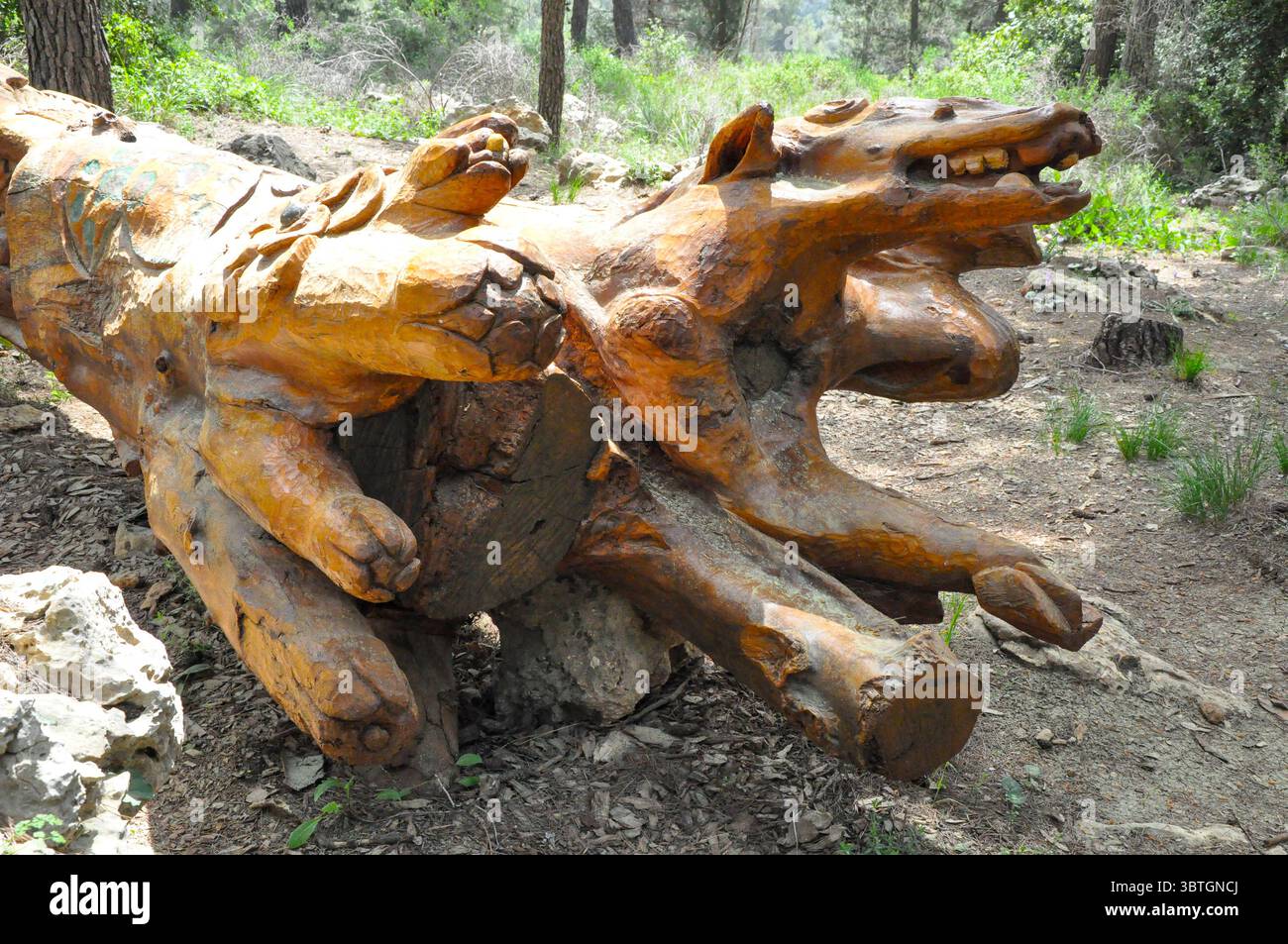 Rotting tree trunk on the forest floor Photographed in the Jerusalem ...