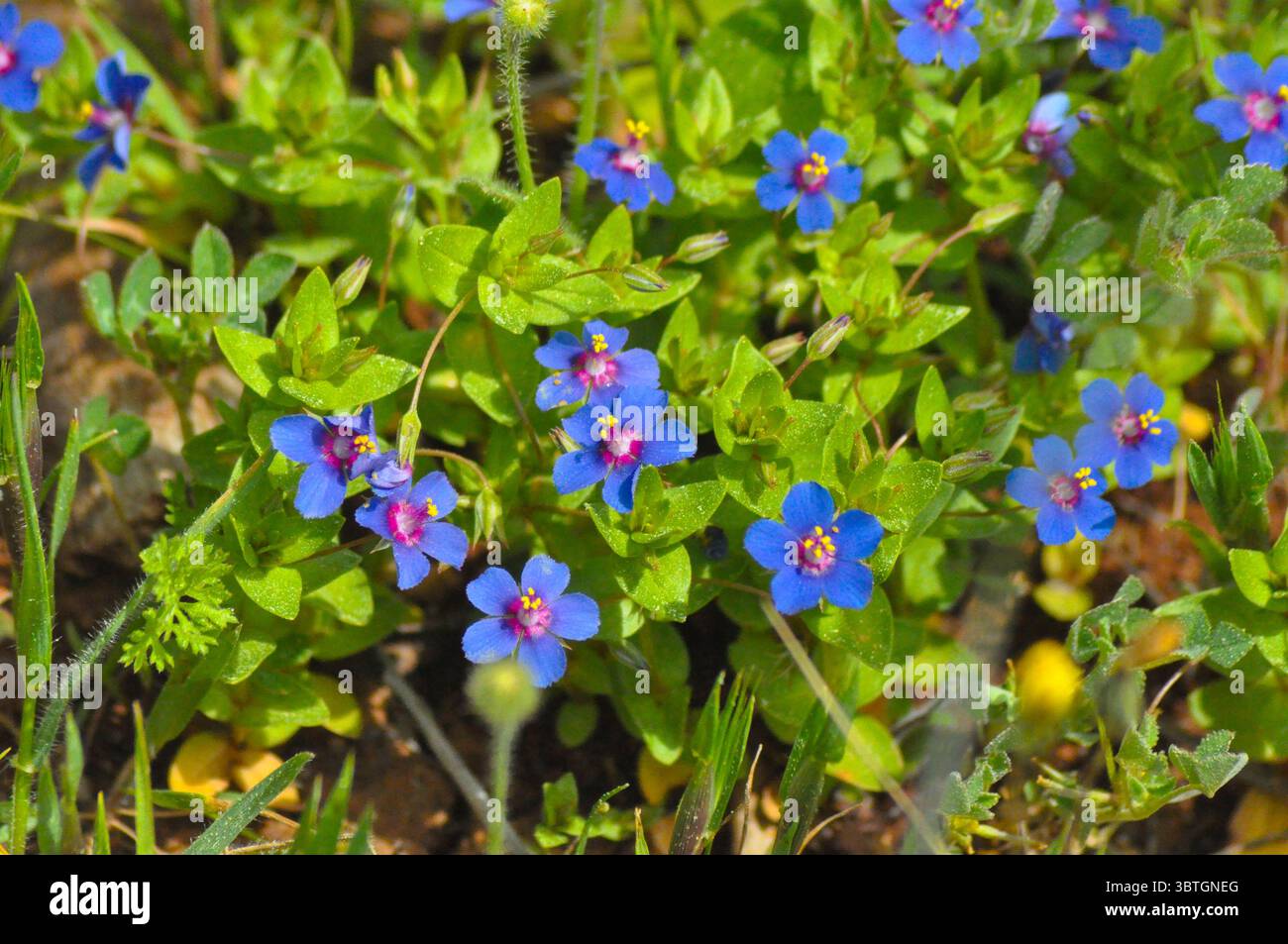 Lysimachia arvensis, syn. Anagallis arvensis, commonly known as scarlet ...