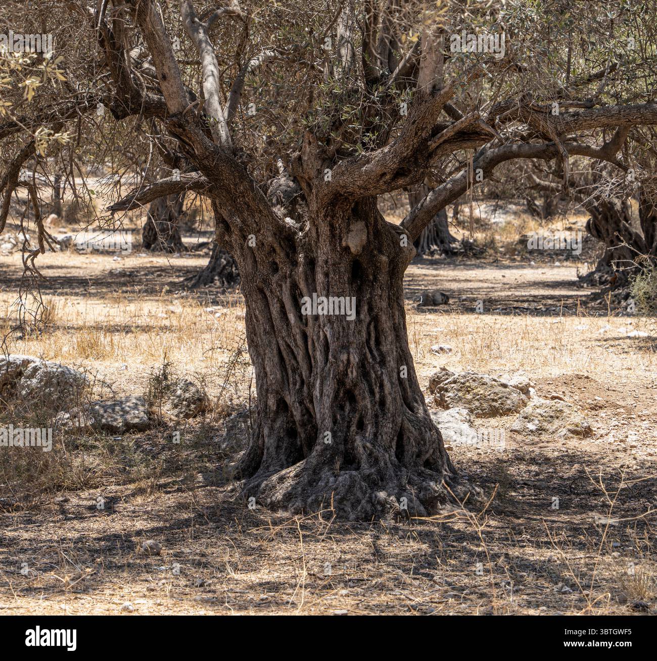 Ancient, twisted and gnawed olive trees Photographed at Tel Hadid, Ben Shemen, Israel Stock ...