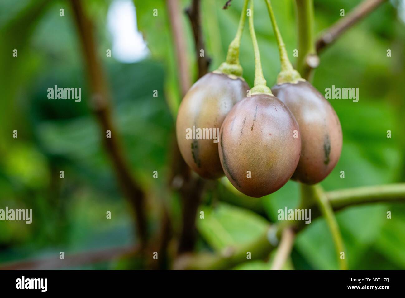 Tomato tree on cultivated in a garden Stock Photo - Alamy