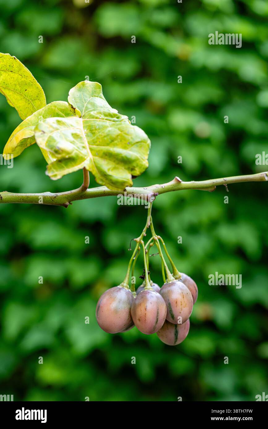 Tomato tree on cultivated in a garden Stock Photo - Alamy