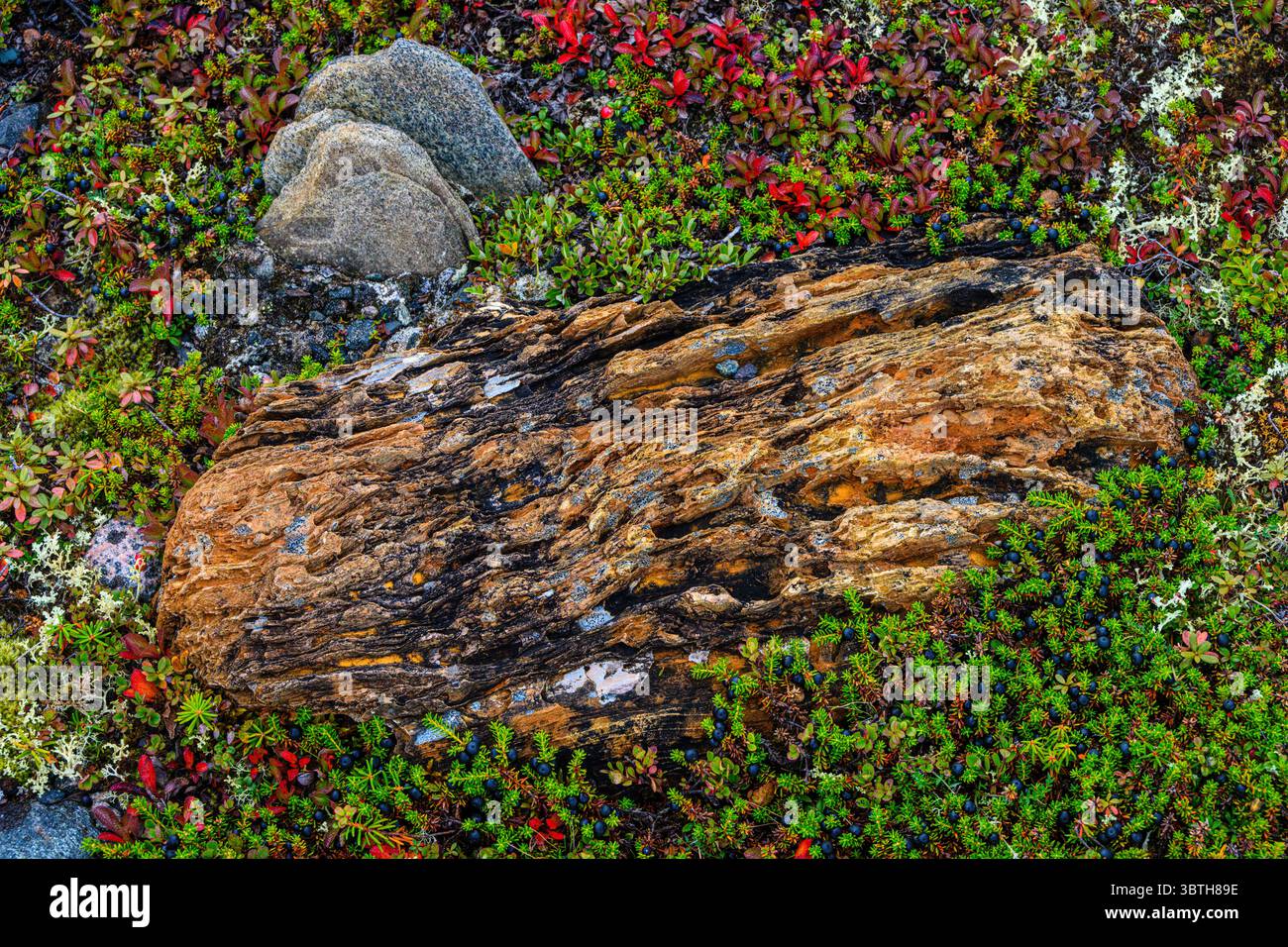 Arctic tundra moss colony, Tasiujaq, Nunavik, Quebec, Canada Stock ...