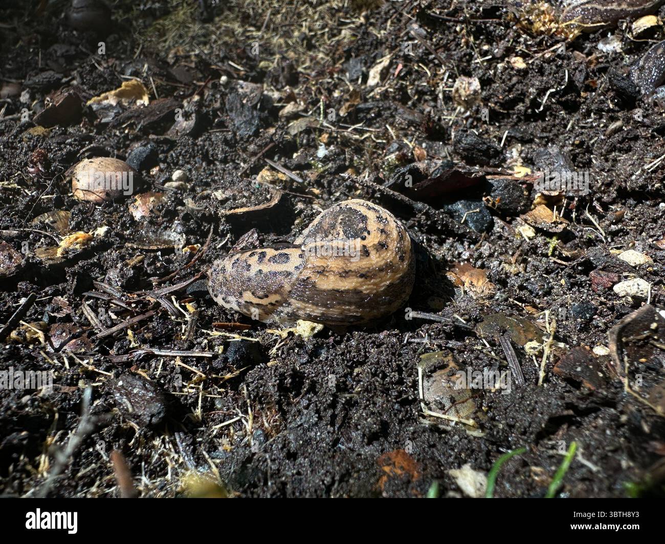 Spotted garden slug hi-res stock photography and images - Alamy