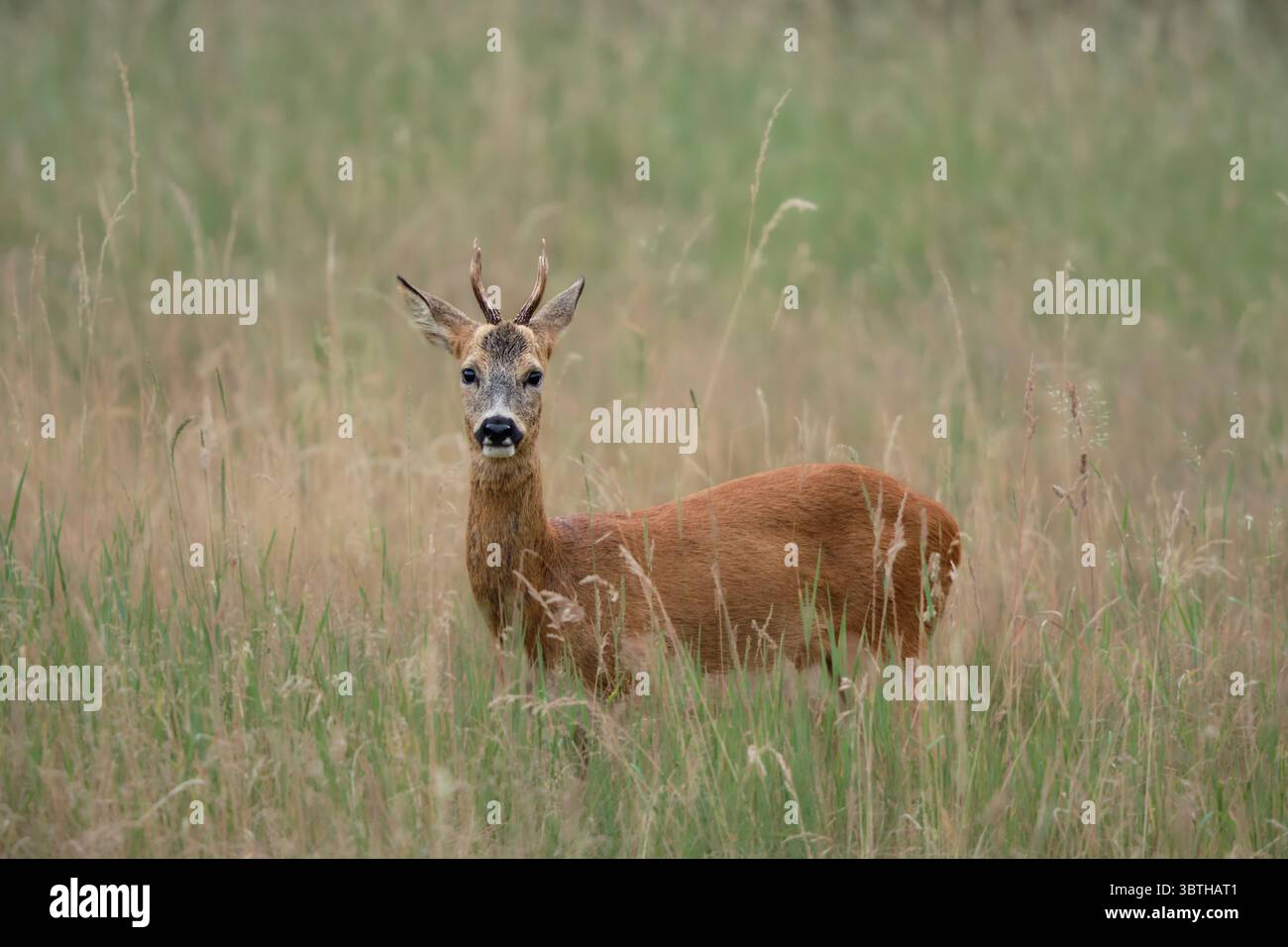Front-facing roe deer buck standing in tall summer grass. Sharp ...