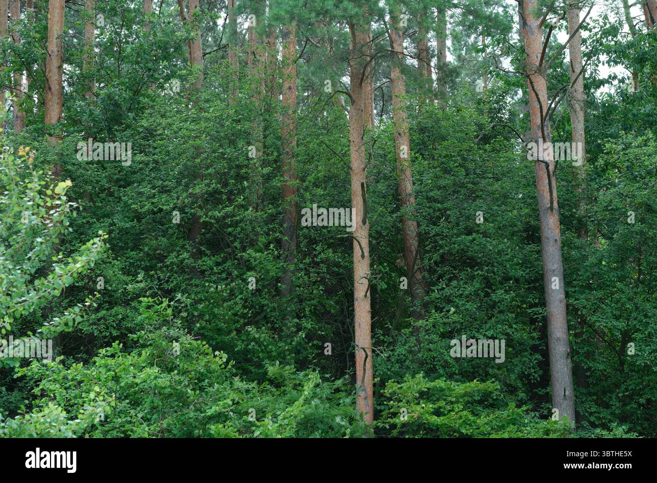 A dense forest with tall trees and green foliage Stock Photo - Alamy