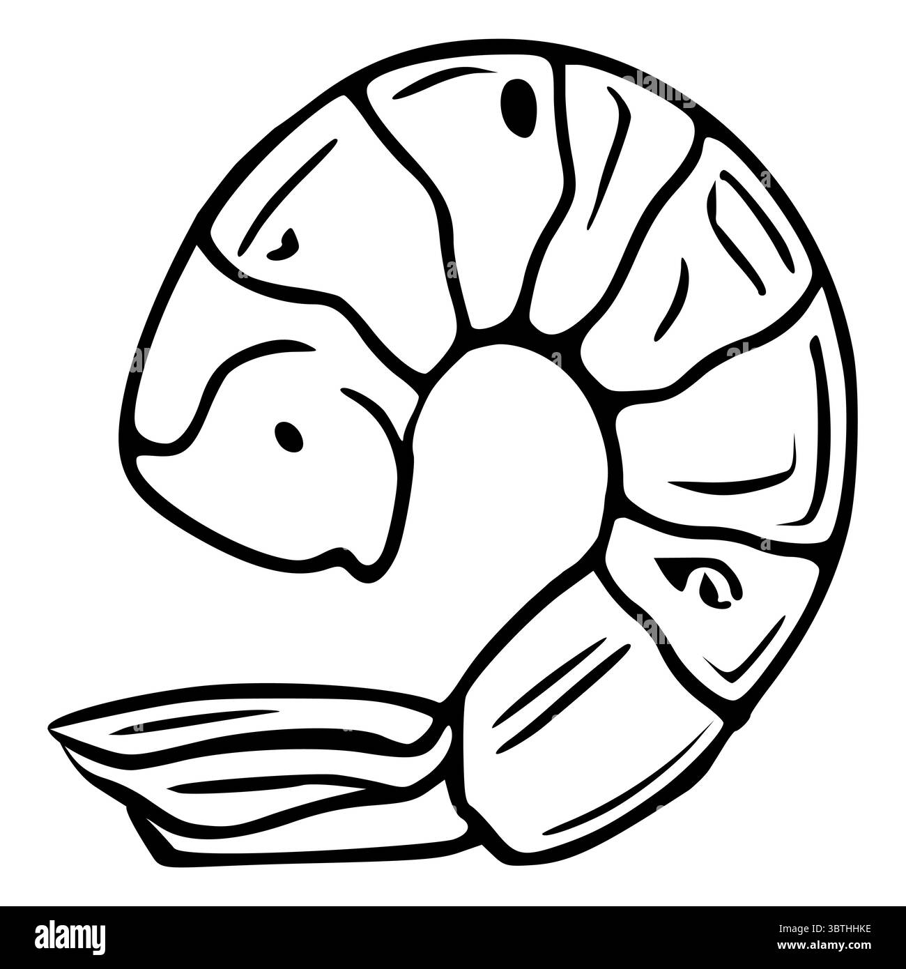 Vector illustration of a single shrimp, detailed black and white line ...