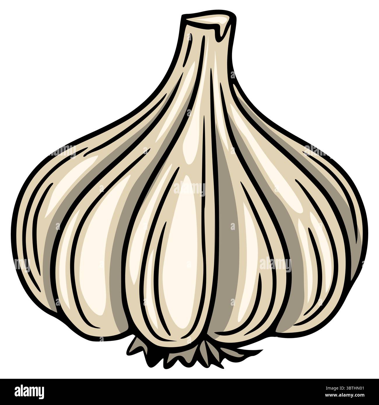 Vector illustration of a single garlic bulb, depicted in a stylized ...