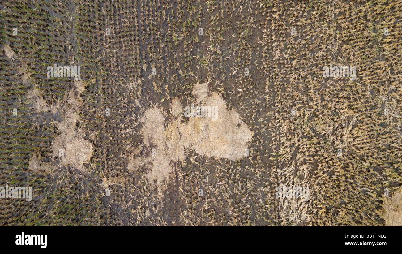 Aerial view captures texture of earth and vegetation with details of ...