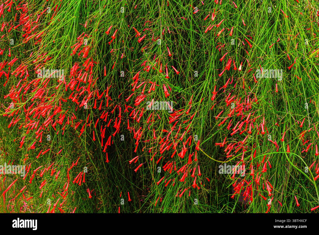 The Secret Garden- Firecracker Plant (Russelia equisetiformis ...