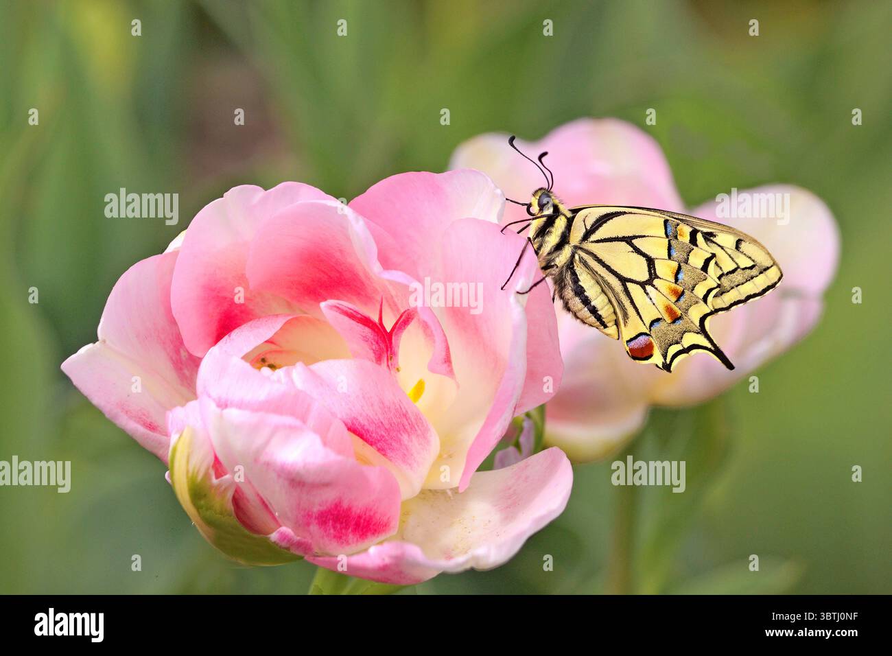 Le grand papillon hi-res stock photography and images - Alamy