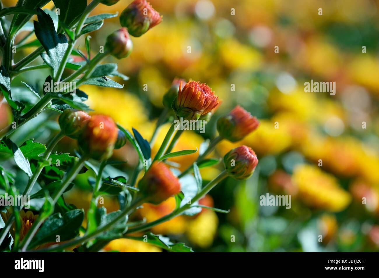 Delicate buds stand out among a backdrop of bright, blooming flowers ...