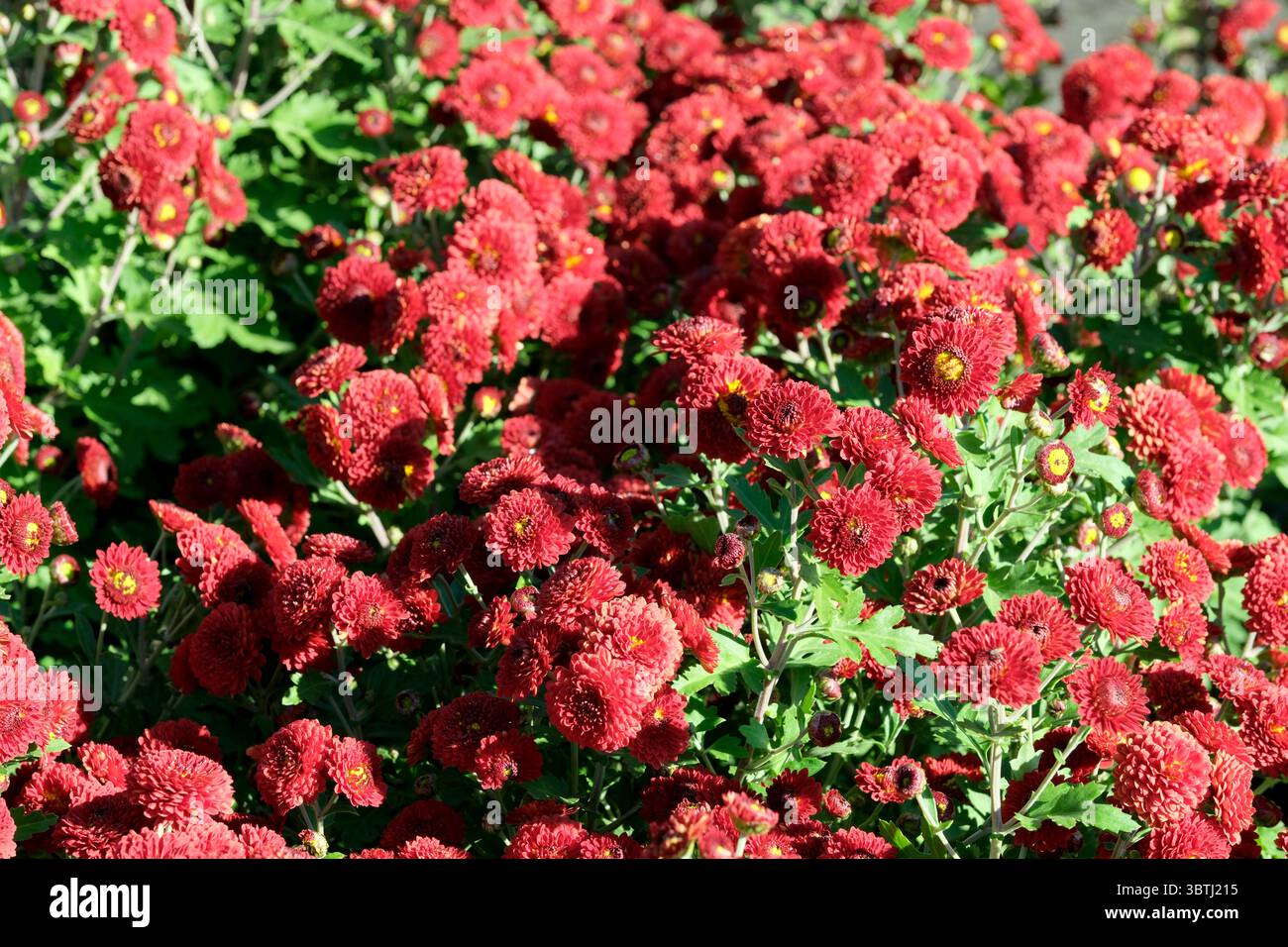 Lush garden filled clusters hi-res stock photography and images - Alamy