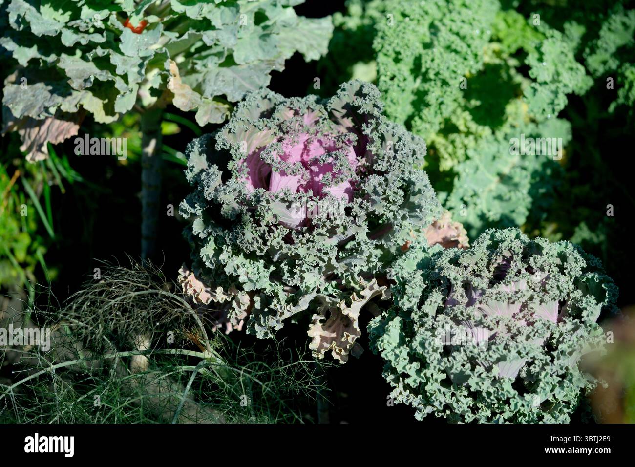 Ornamental kale displays vibrant colors as it flourishes in a garden ...