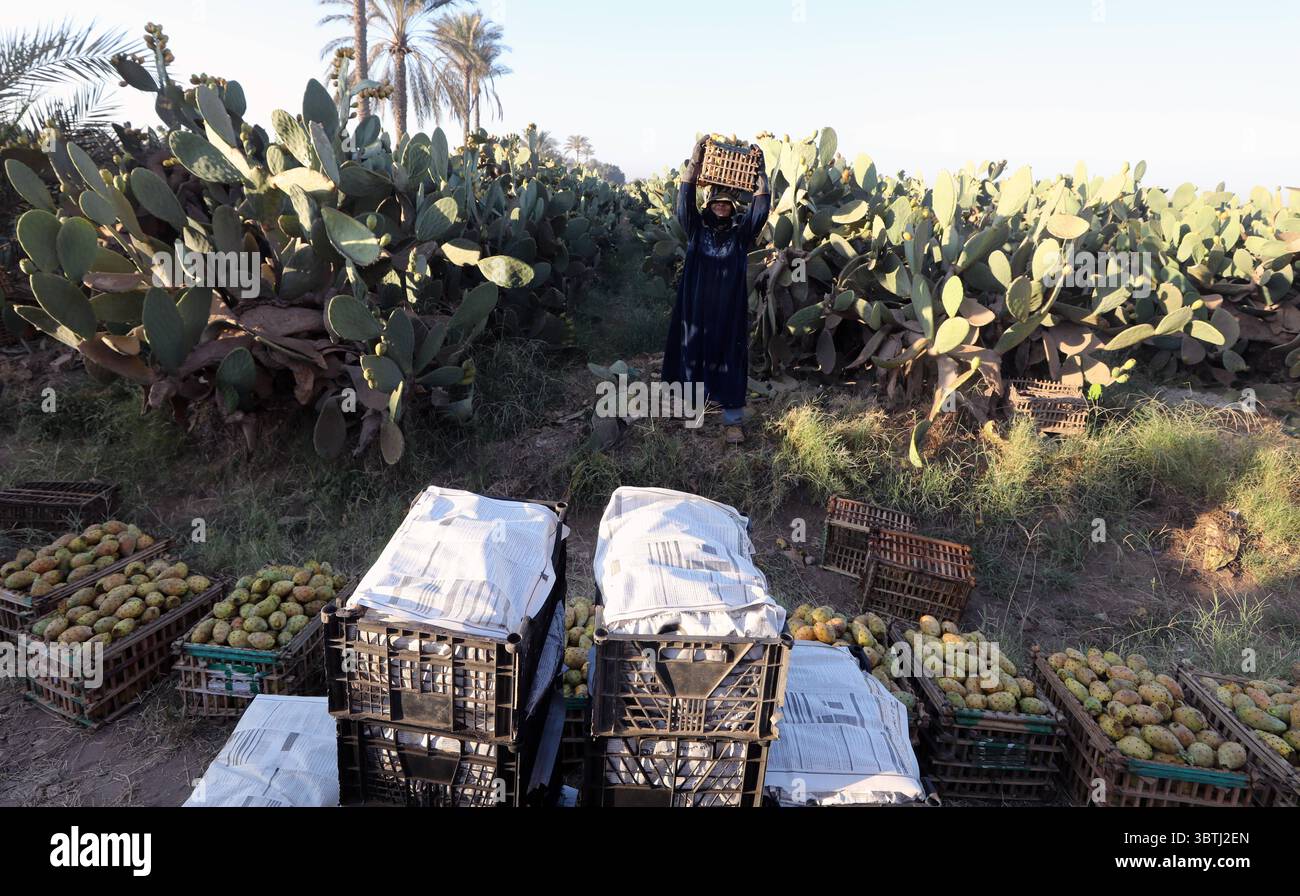 Prickly pears harvest in Egypt A worker harvests prickly pear fruit at ...