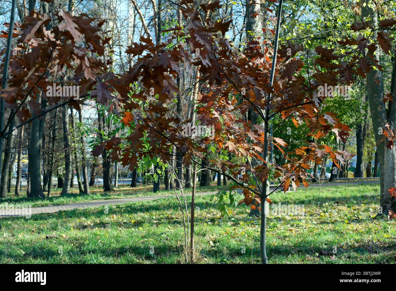 Golden leaves autumn trees sway hi-res stock photography and images - Alamy