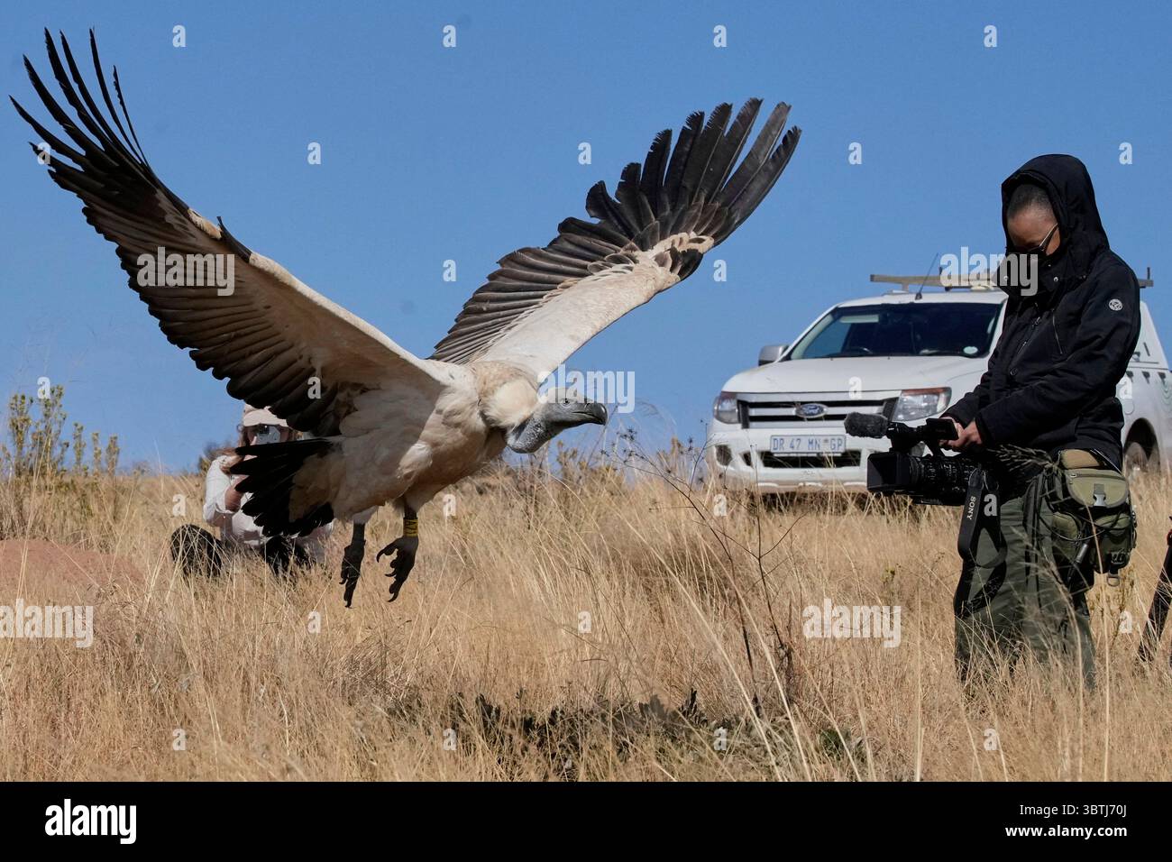 A vulture is filmed while taking off following its release in ...