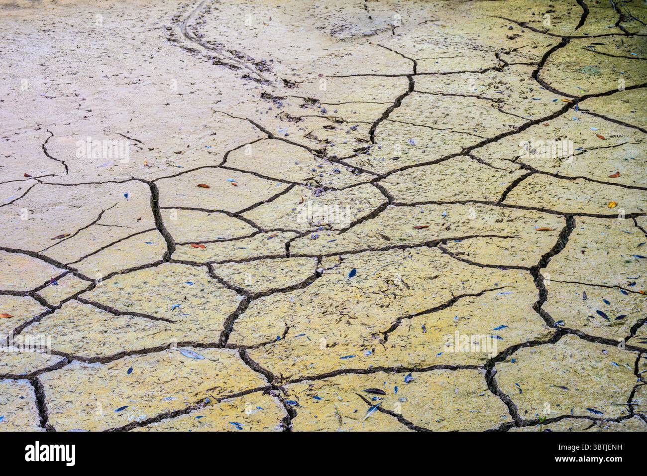Cracked mud drying on the shore of a brackish slough, Barker's Beach ...