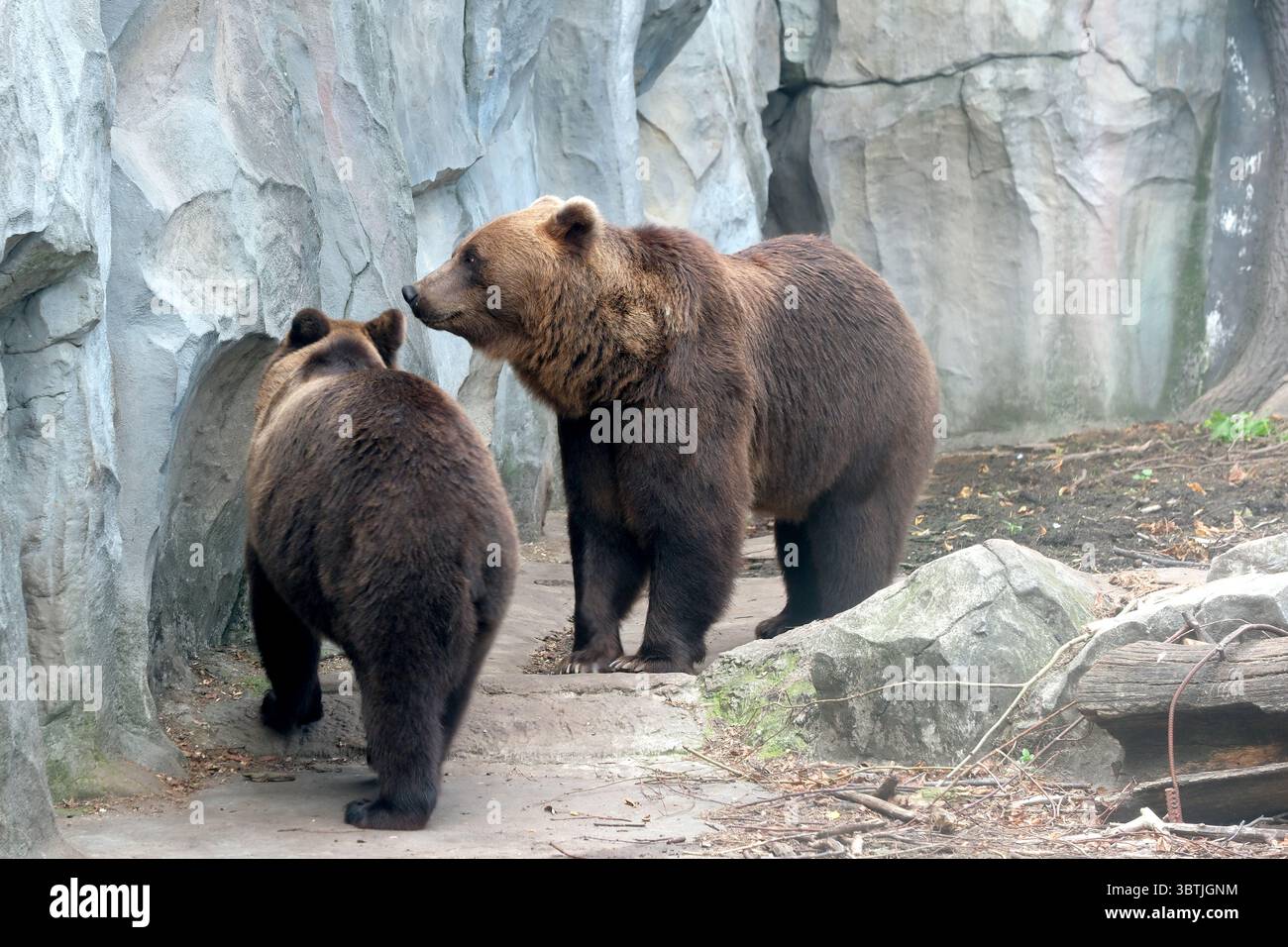 Brown bears in a zoo enclosure on a hot summer day Stock Photo - Alamy