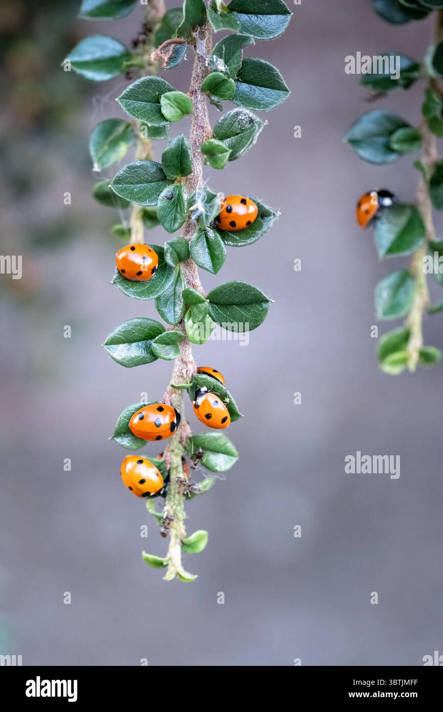 UK. A group of common seven spot ladybirds Coccinella septempunctata ...