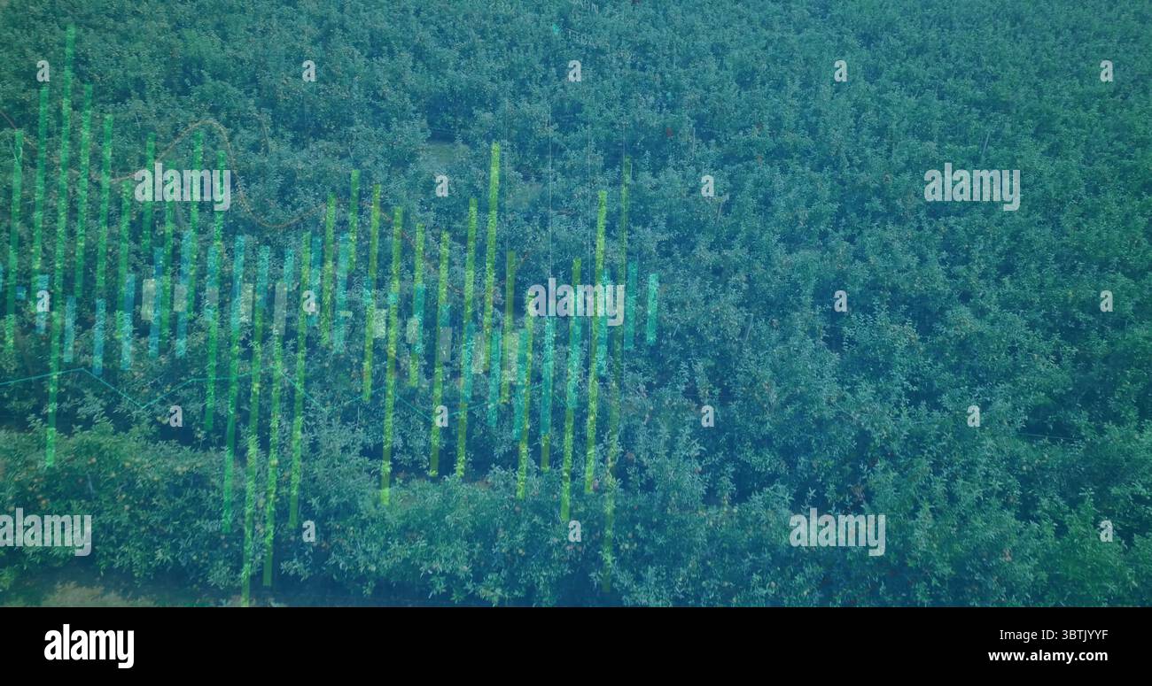 Displaying aerial orchard rows with shrubs expanding over rural ...