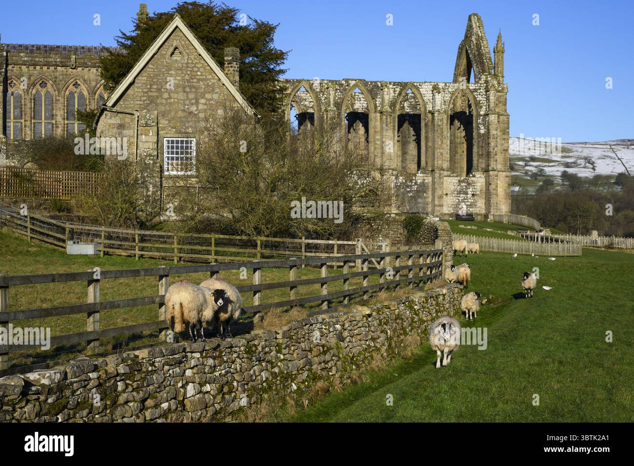 Picturesque scenic sunlit monastic Bolton Abbey ruins (ancient monument ...