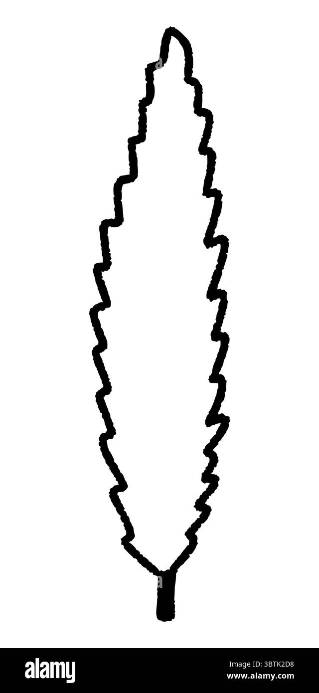 Cypress outline hand drawn. Mediterranean Cypress trees isolated on a ...
