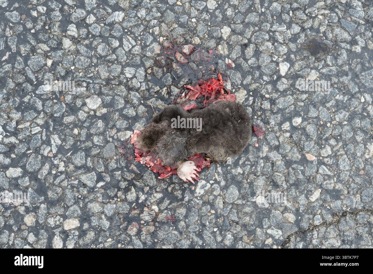 Wildlife on low drought hi-res stock photography and images - Alamy