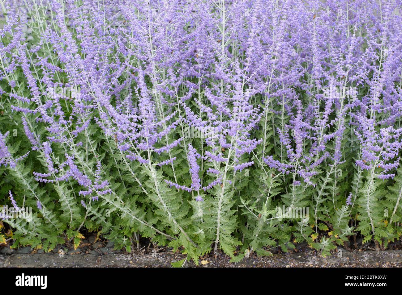 Perovskia Blue Spire, Russian sage, salvia blue upright flowers in July ...