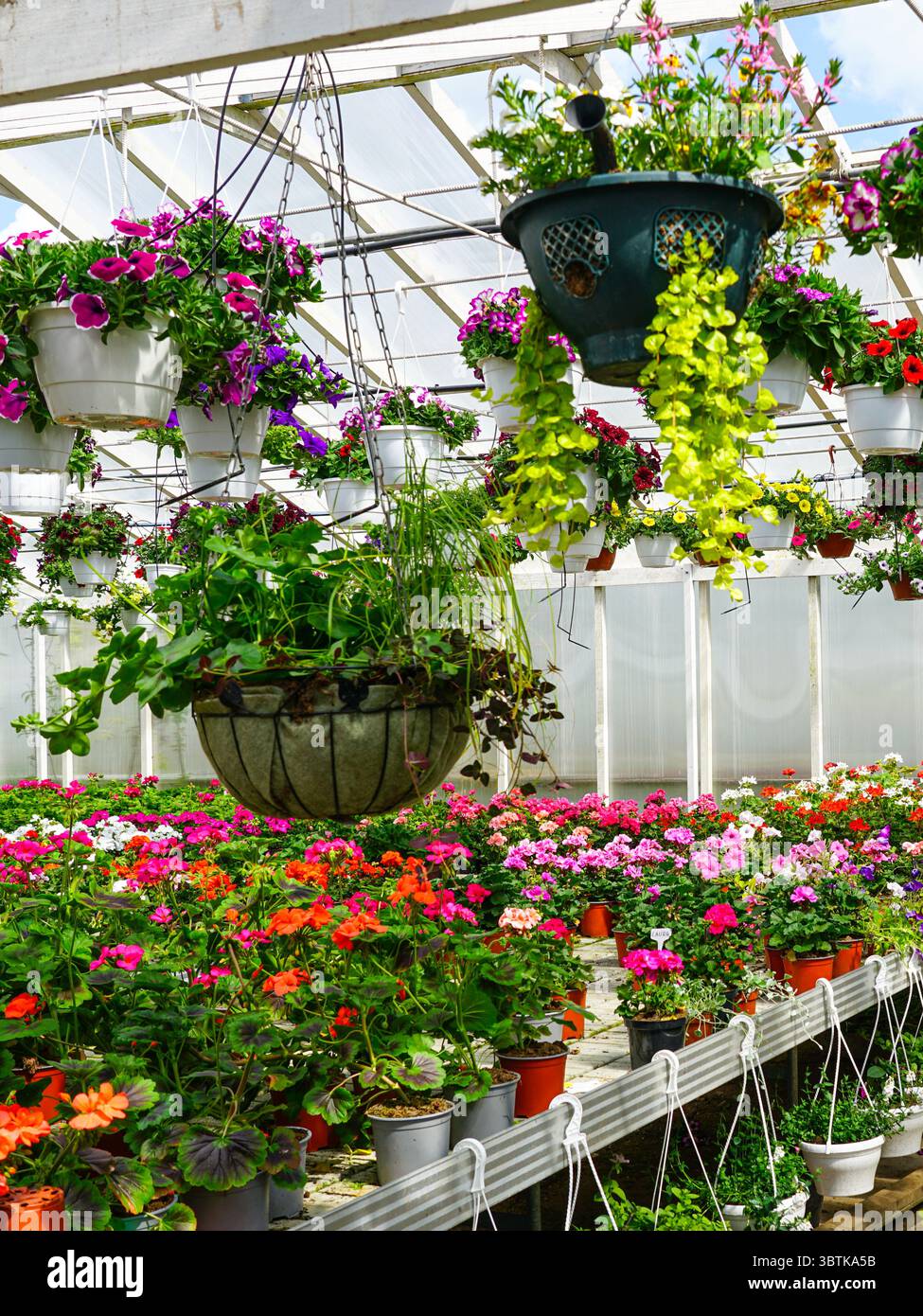A lush flower greenhouse filled with vibrant geraniums in pots and ...