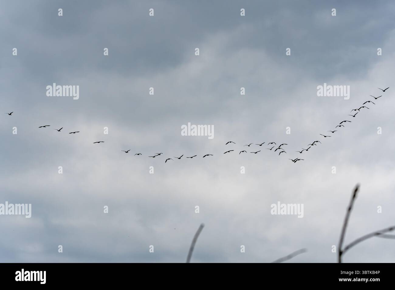 Bird Migration in the Sky. A large group of birds flies in a V ...