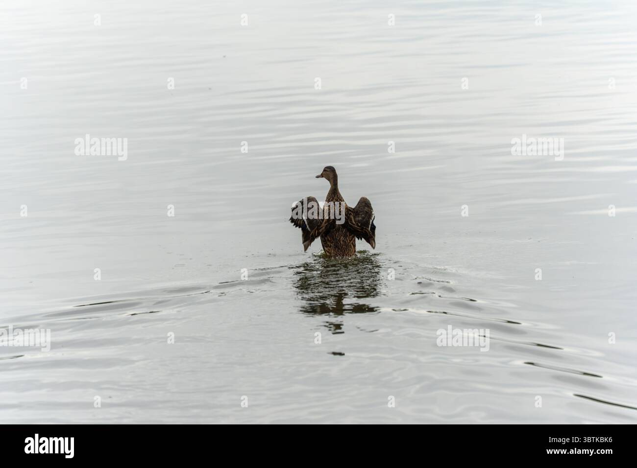 Duck spreads wings on water. With its wings raised, the duck stretches ...