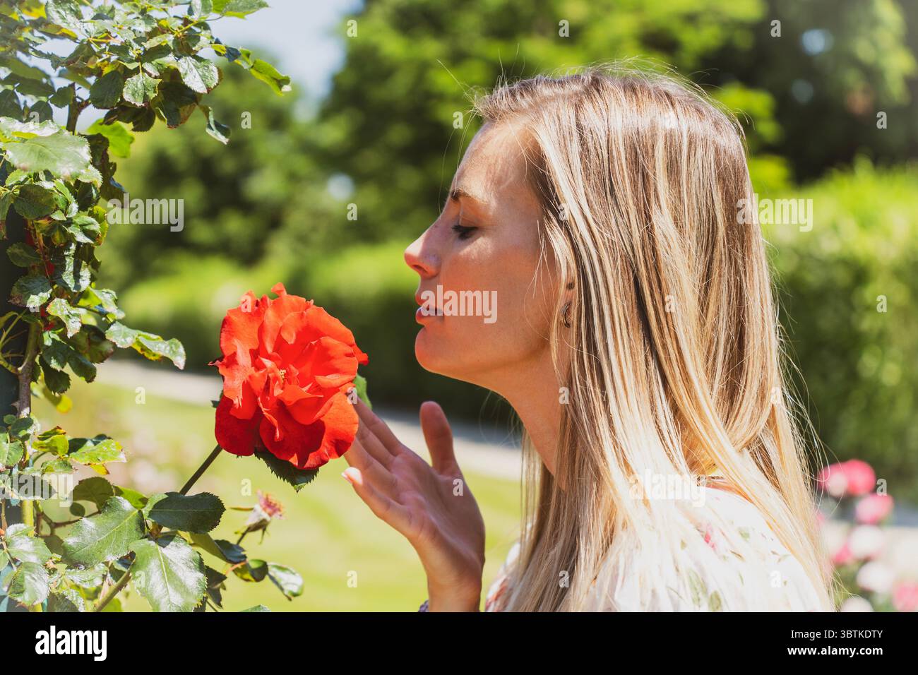 Blonde woman enjoying the scent of a blooming red rose in a garden ...