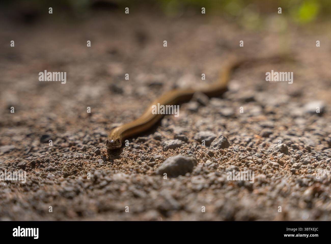 Snake scenario hi-res stock photography and images - Alamy