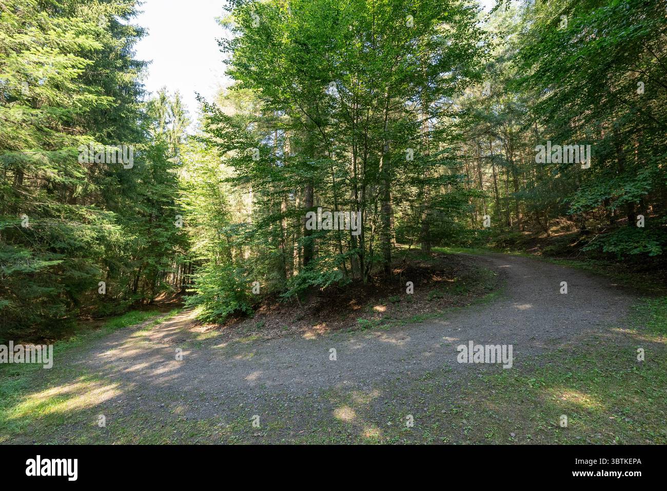 Serene forest path sunlit hi-res stock photography and images - Alamy