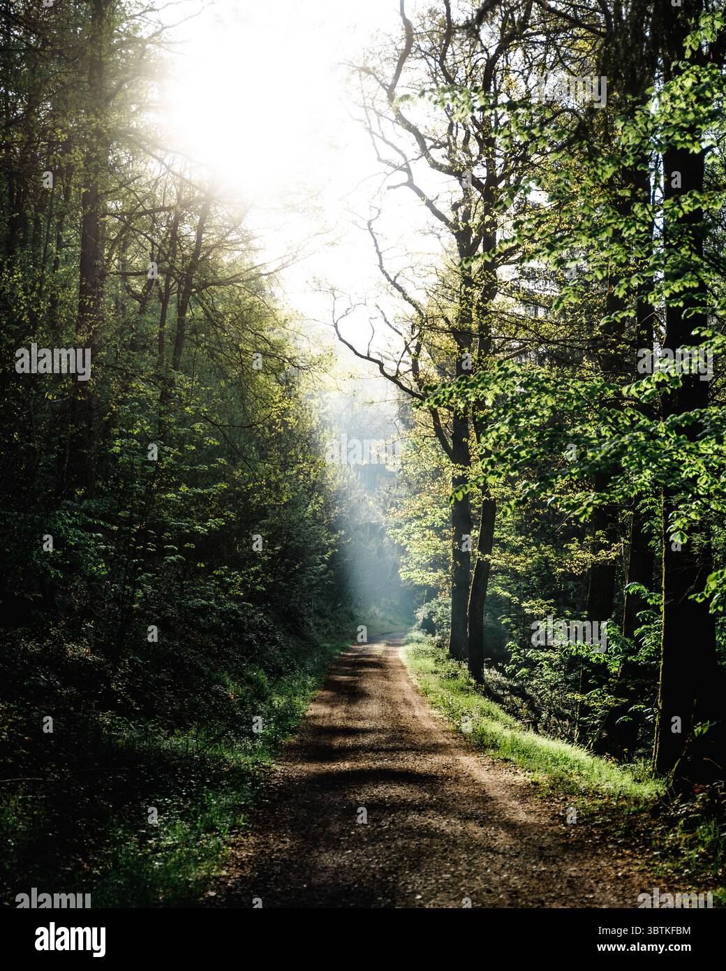 Enchanting Forest Path with Sunlight Filtering Through Trees Stock ...