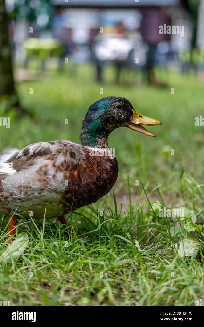 Close-Up of Vibrant Female Mandarin Duck in Sunlit Wetland Habitat ...