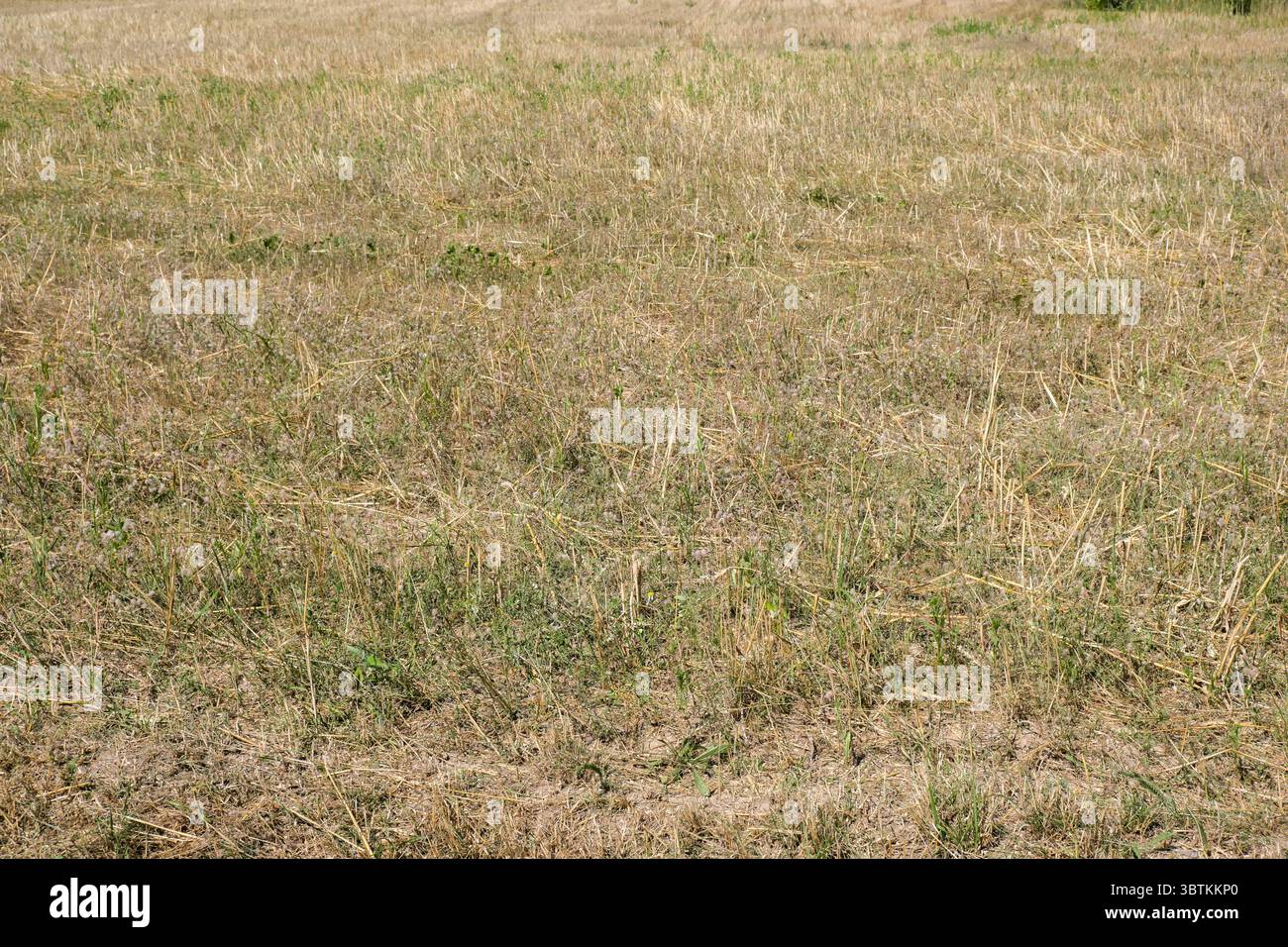 Rustic gronomic field after harvesting crops, plant background Stock ...
