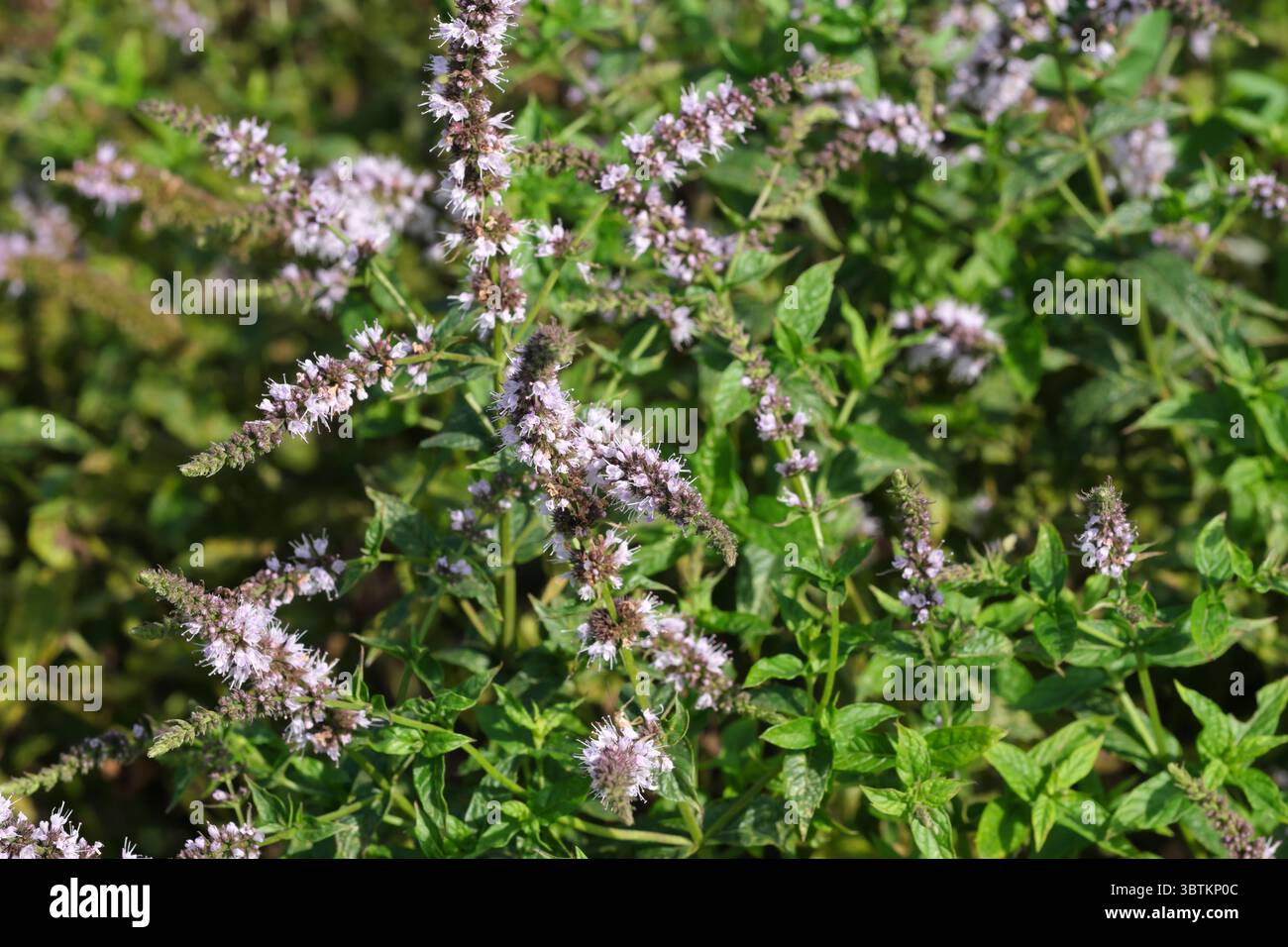 Fragrant herb mint blooms on a summer day in the garden Stock Photo - Alamy