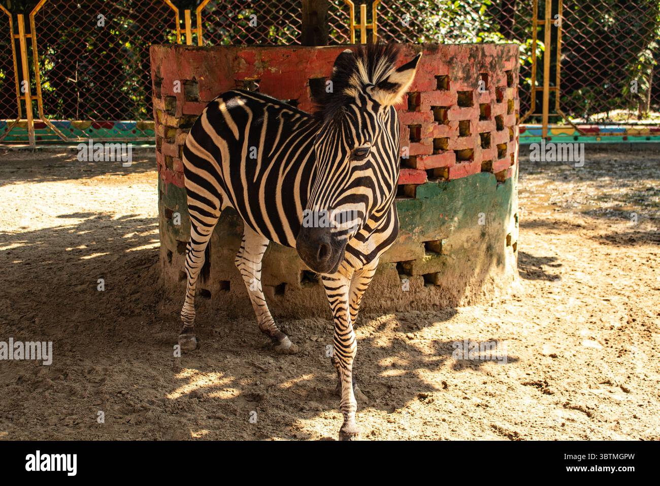 A peaceful zebra resting under trees at Chattogram Zoo Stock Photo - Alamy