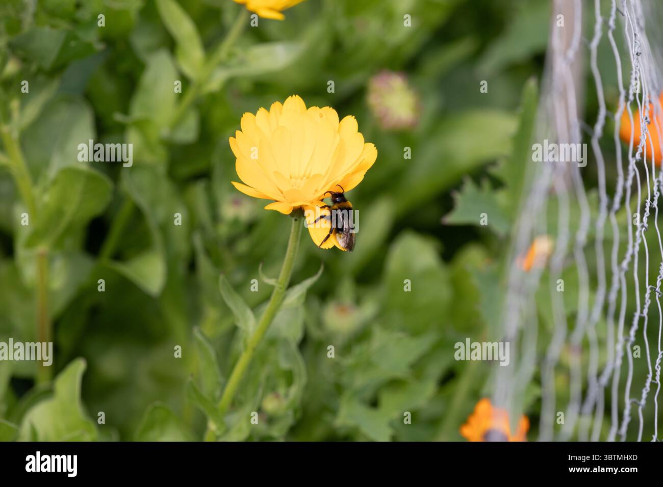 Bee on calendula hi-res stock photography and images - Alamy