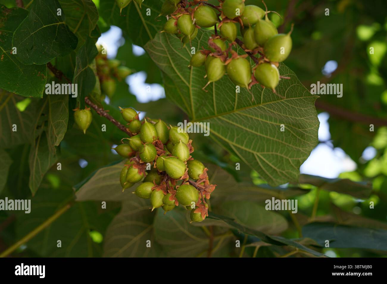 Paulownia tomentosa and its fruits in late summer, also called empress ...