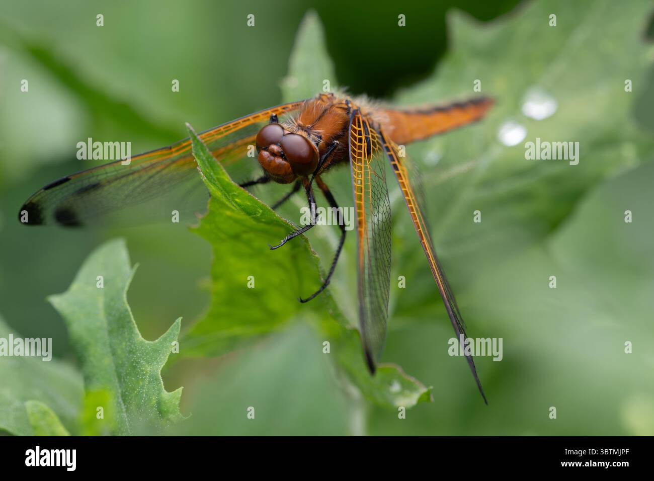 Female Scarce Chaser dragonfly (Libellula fulva Stock Photo - Alamy