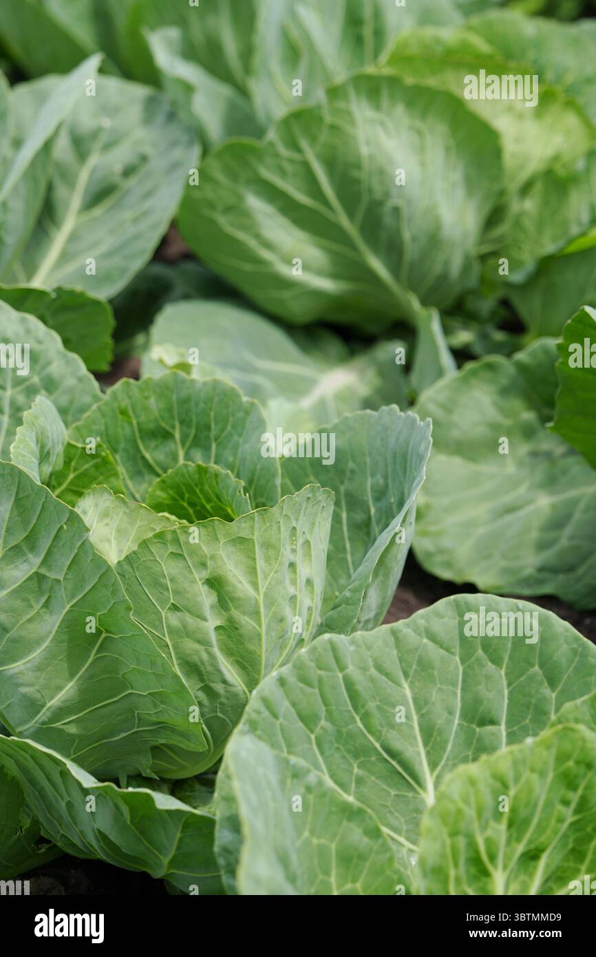 Large farm field growing cabbage hi-res stock photography and images ...