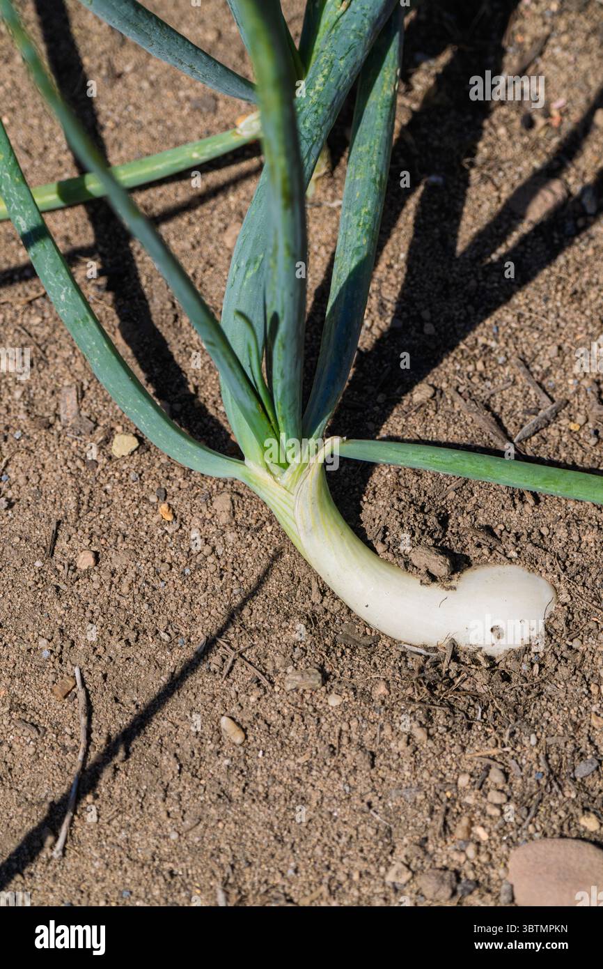 A unique onion plant type exhibits a distinctly curved base while ...